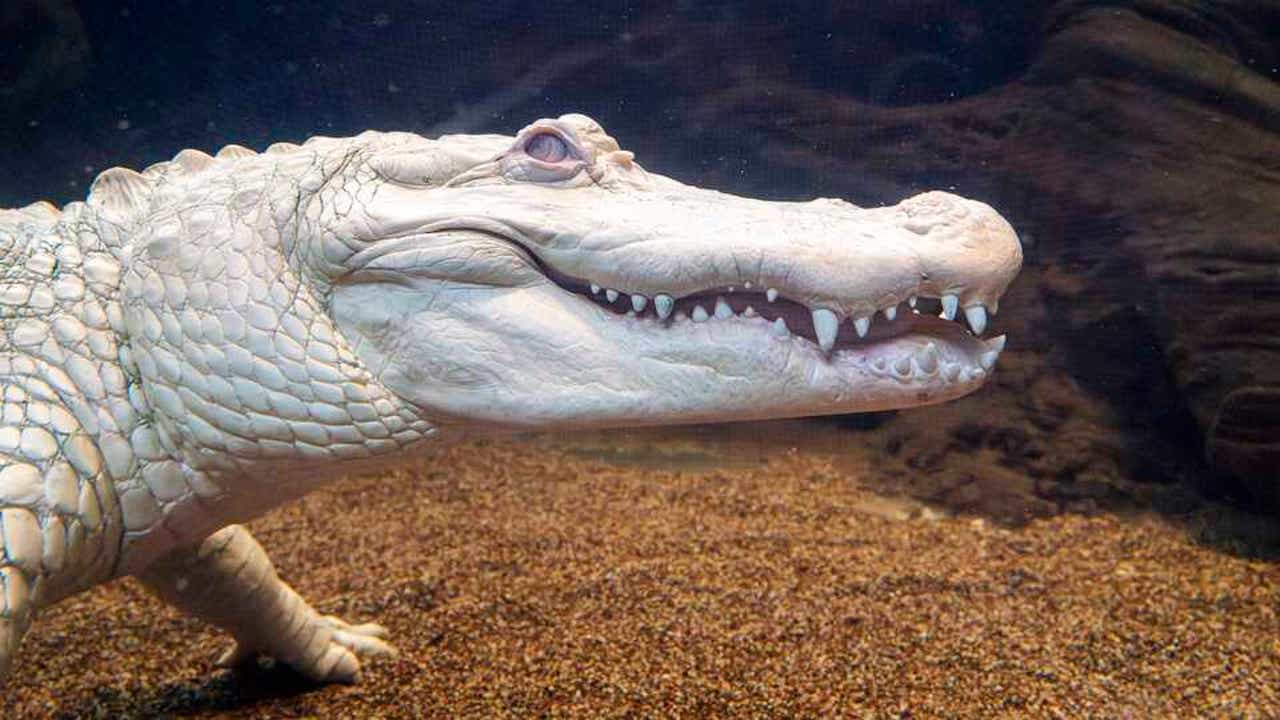 white alligator