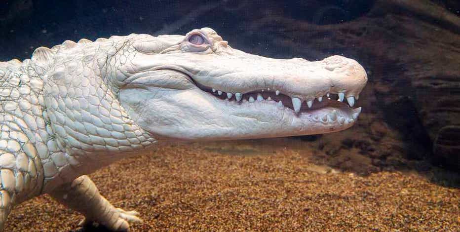 white alligators