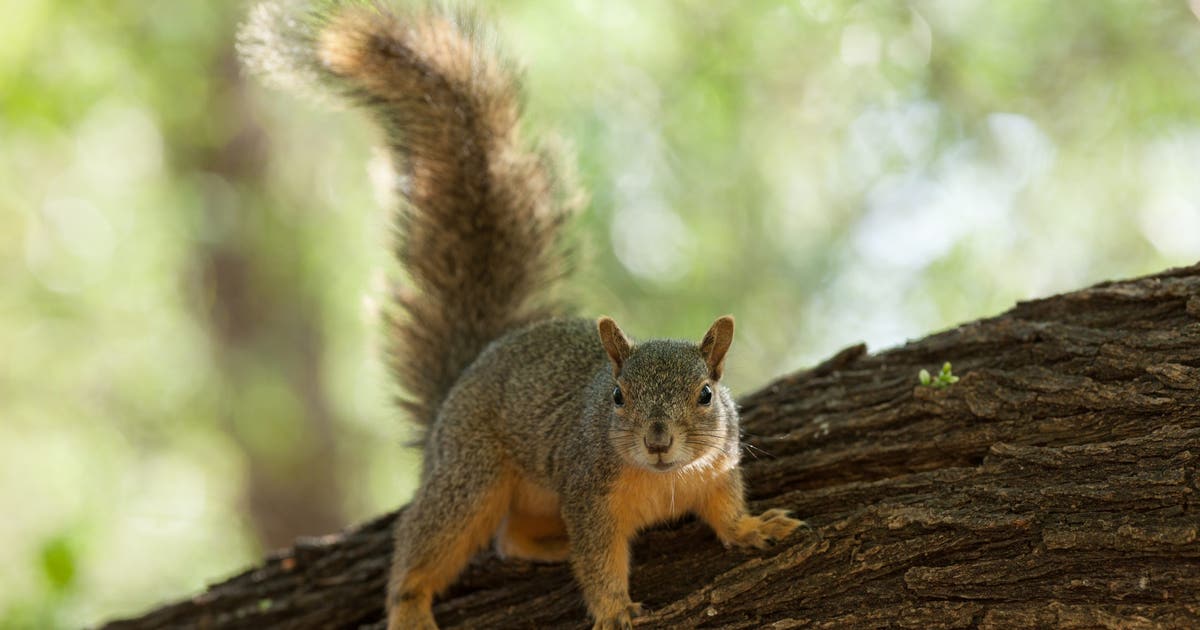 Squirrel attacks send two people to the hospital in a Bay Area ...