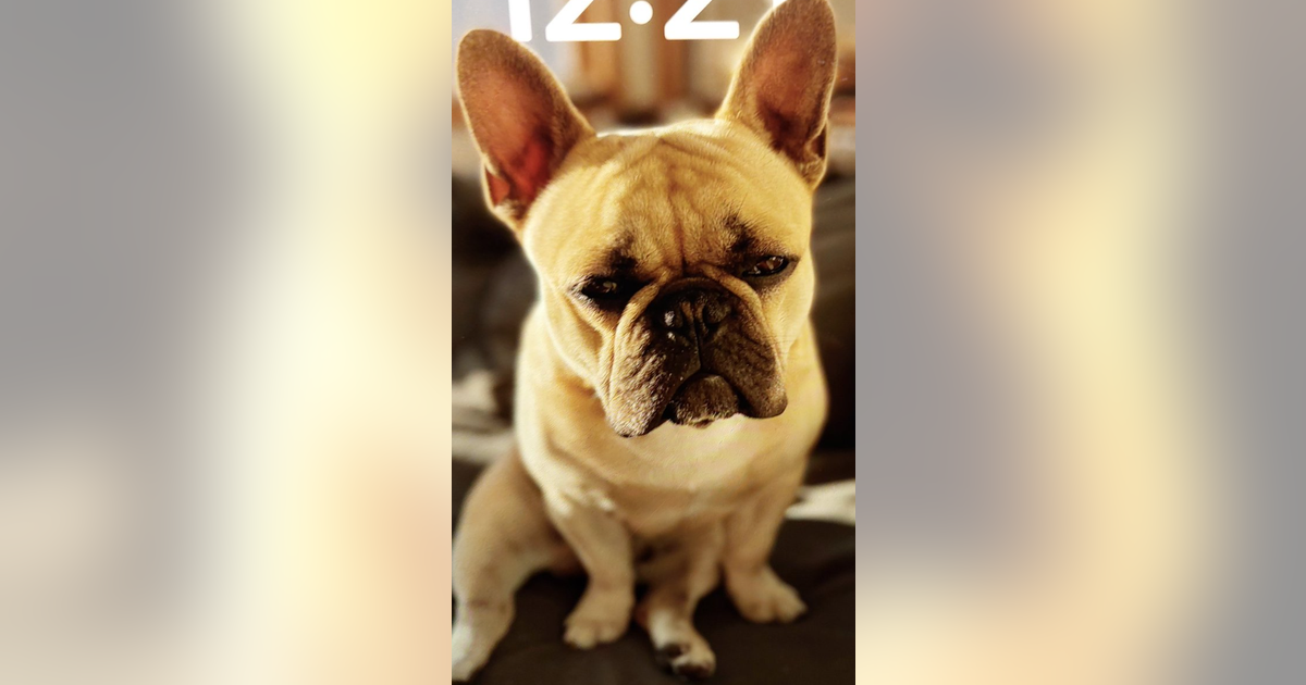 San Francisco police arrest suspect in stolen dog case, Frenchie still ...