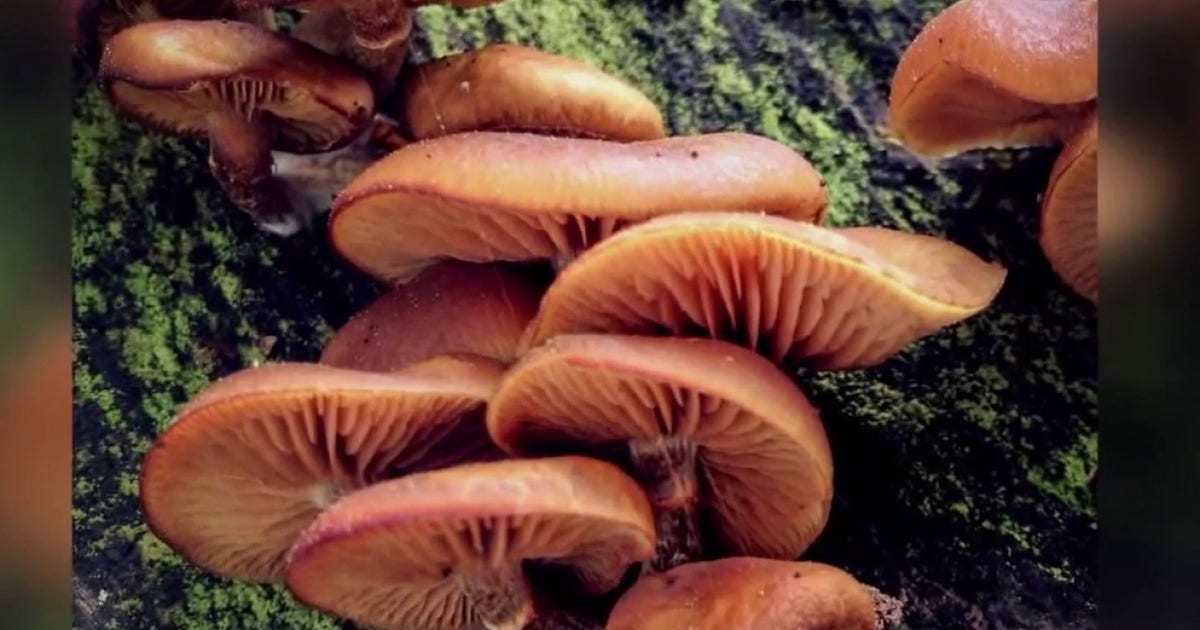 Bay Area man dies from suspected mushroom poisoning | KTVU FOX 2