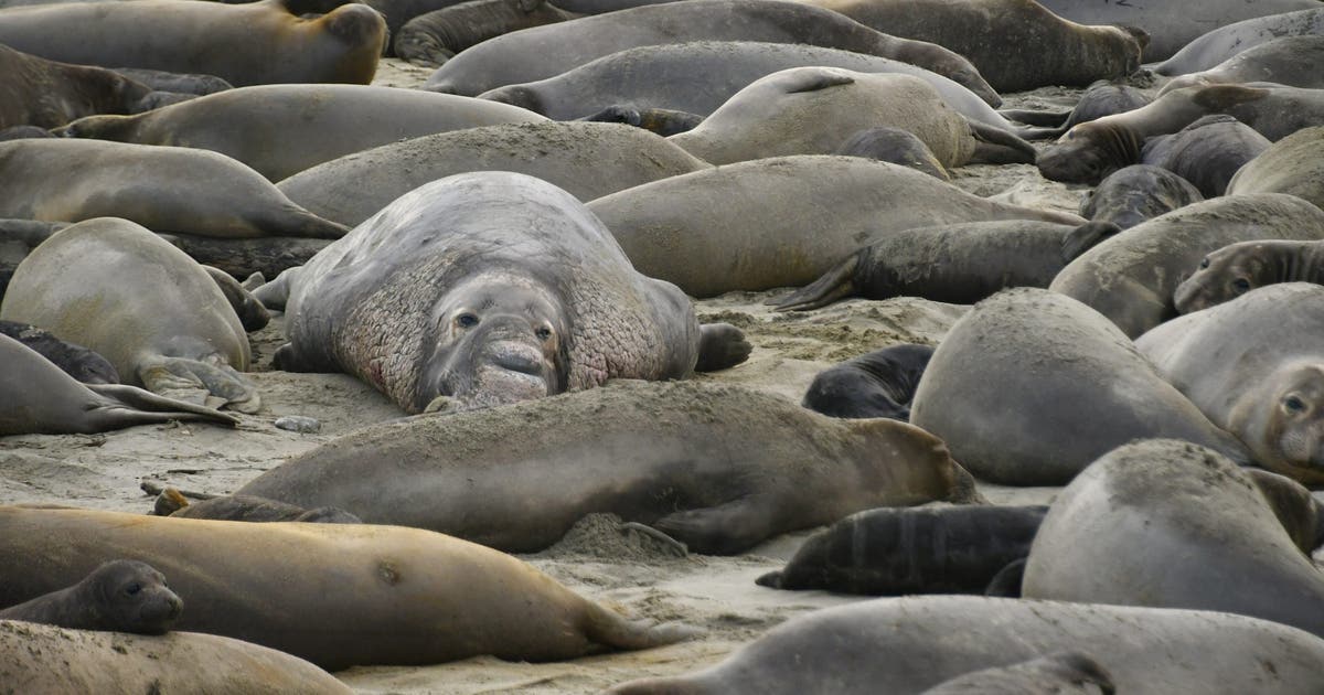 Bay Area hosts one of world's largest Northern Elephant Seal mainland ...