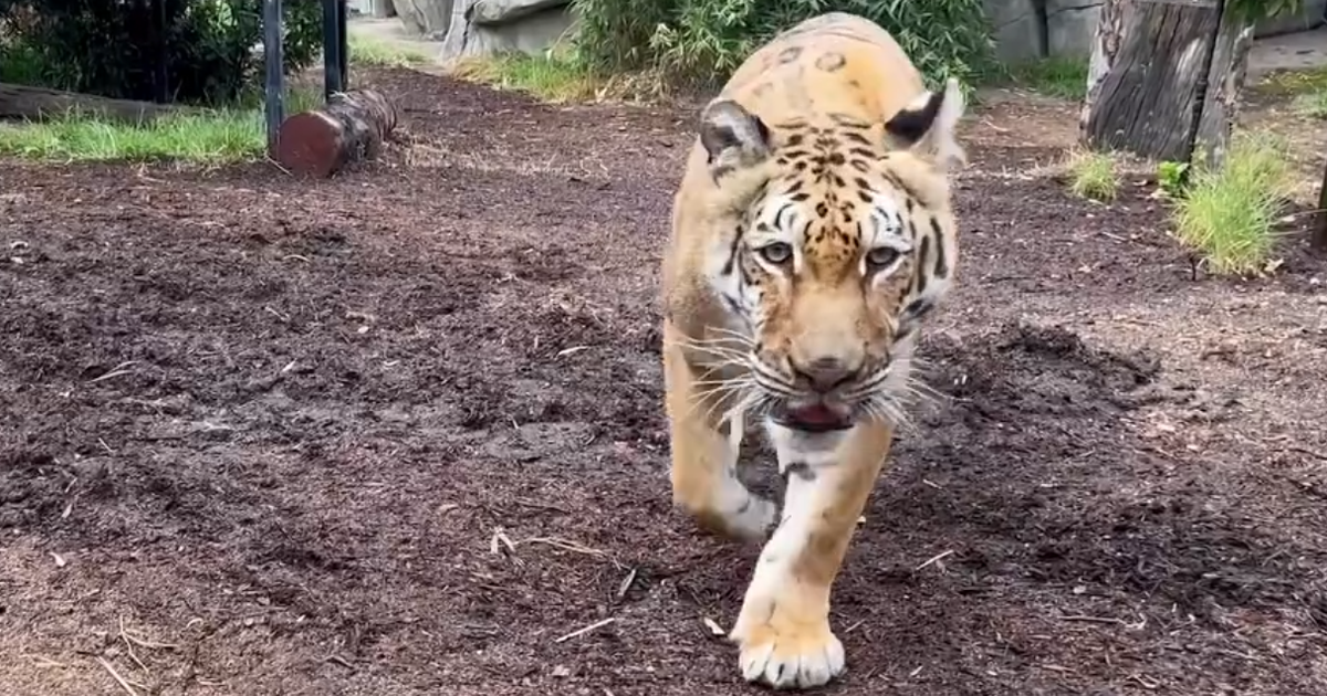 Oakland Zoo says goodbye to beloved tiger Lola | KTVU FOX 2