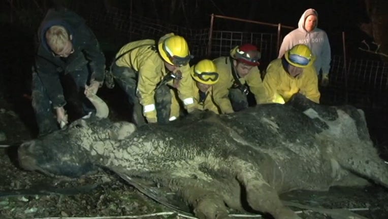 Cowtastrophe! 2,000-lb. steer named Bob tumbles down steep ravine ...