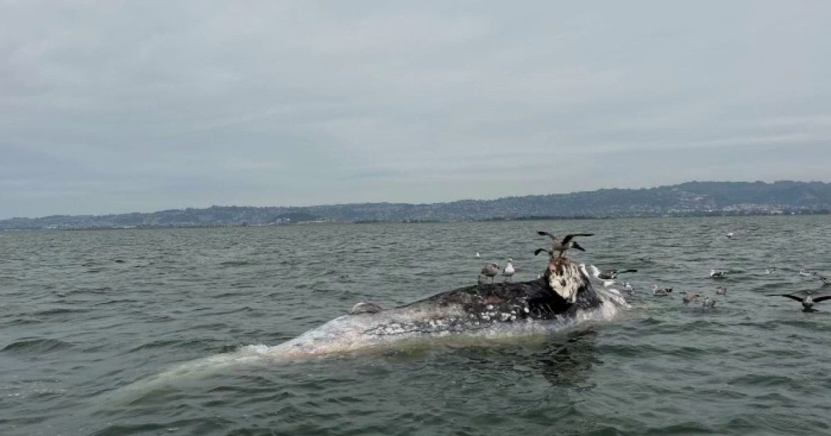 Two gray whales found dead in San Francisco Bay over the weekend | KTVU ...