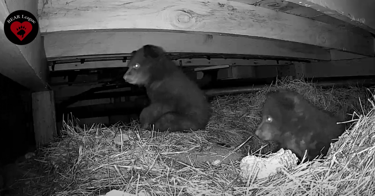 Tahoe bears: Videos show touching, rarely seen moments of bear families ...