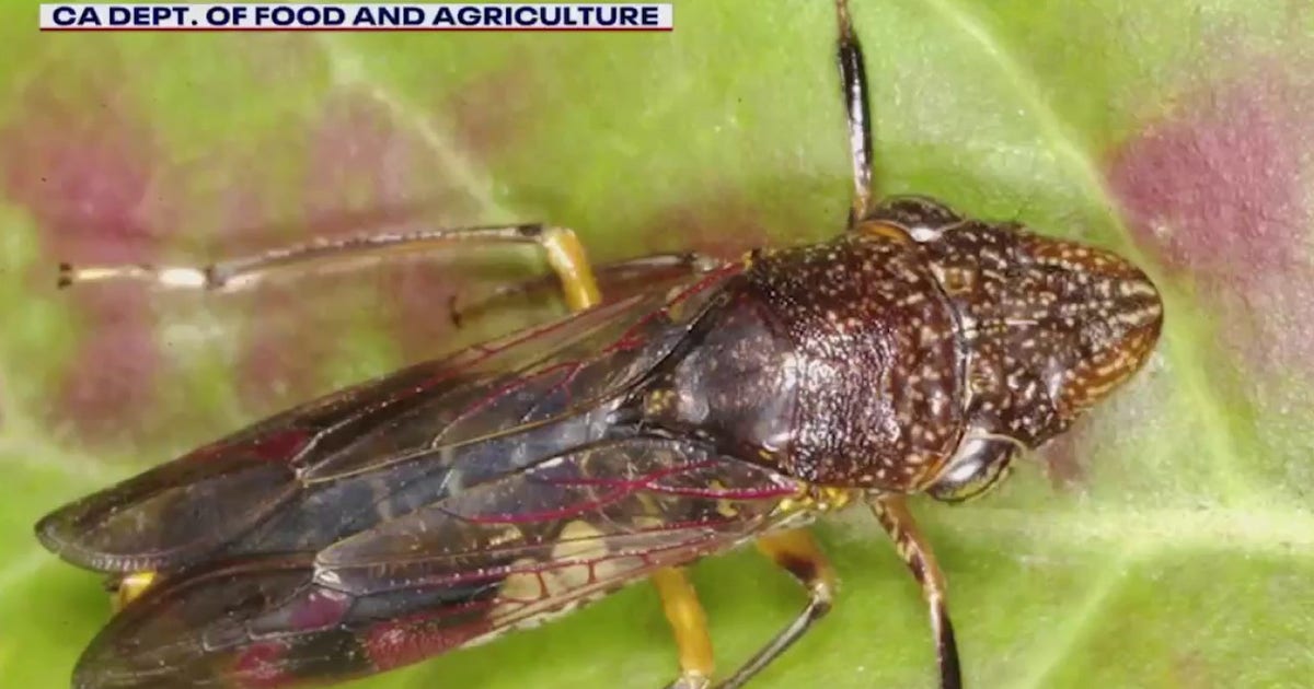 Wine Country warned about harmful grapevine pest found on Costco plants ...