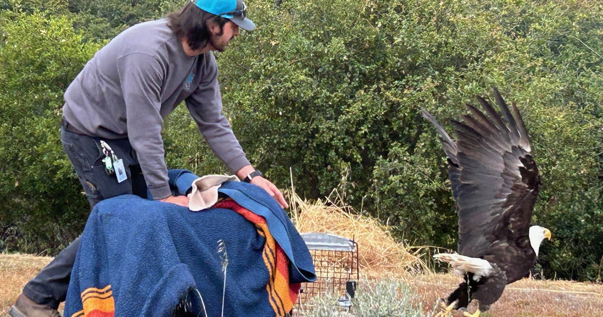 Injured eagle returned to the wild after 25 weeks of treatment | KTVU FOX 2
