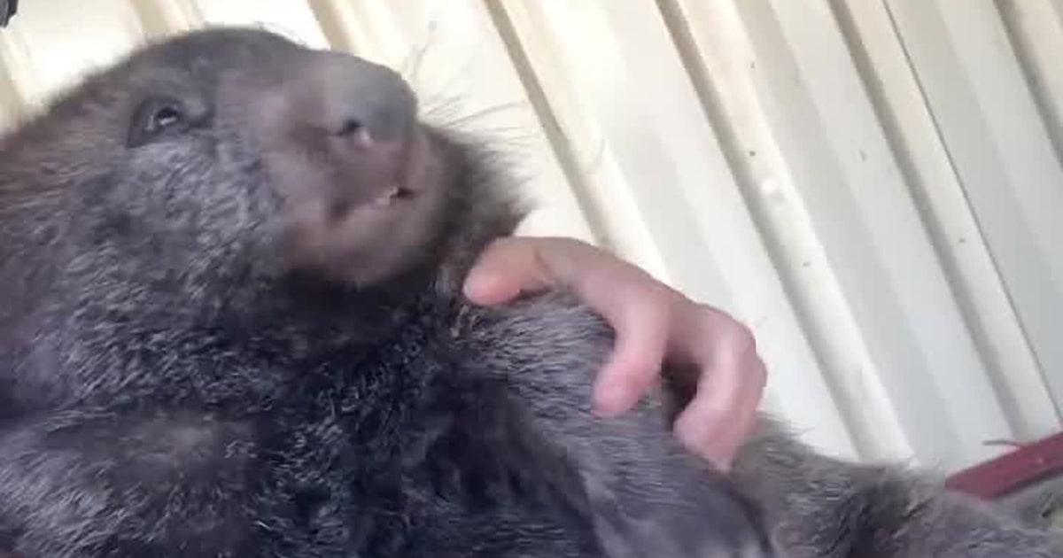 Wombat snuggles: Video shows adorable marsupial curled up with ...
