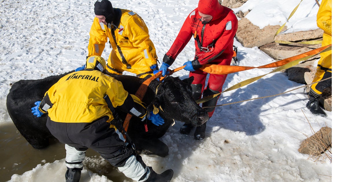 Cow rescued after falling through 7-inch-thick ice in Colorado ...