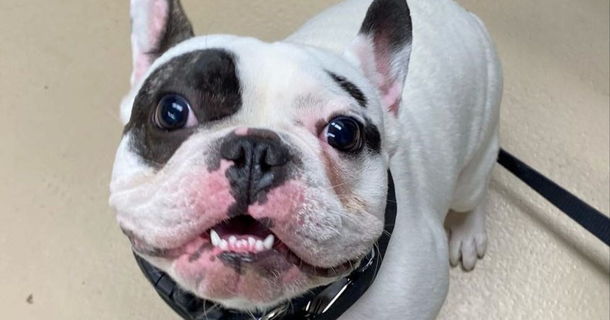 ‘Fire-breathing demon’ dog looks for forever home after being returned ...