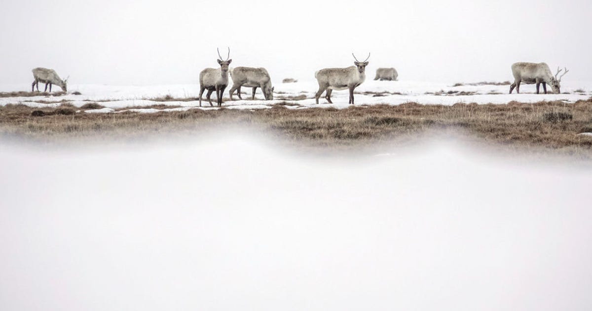 Biden greenlights major Willow oil drilling in Alaska over protests ...
