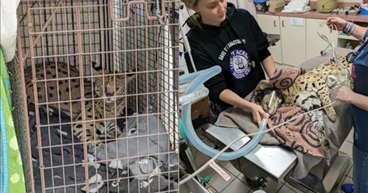 'Cocaine cat' escaped from owner during traffic stop, will now live at ...