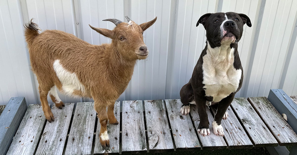 Inseparable goat, dog duo find forever home on North Carolina farm ...