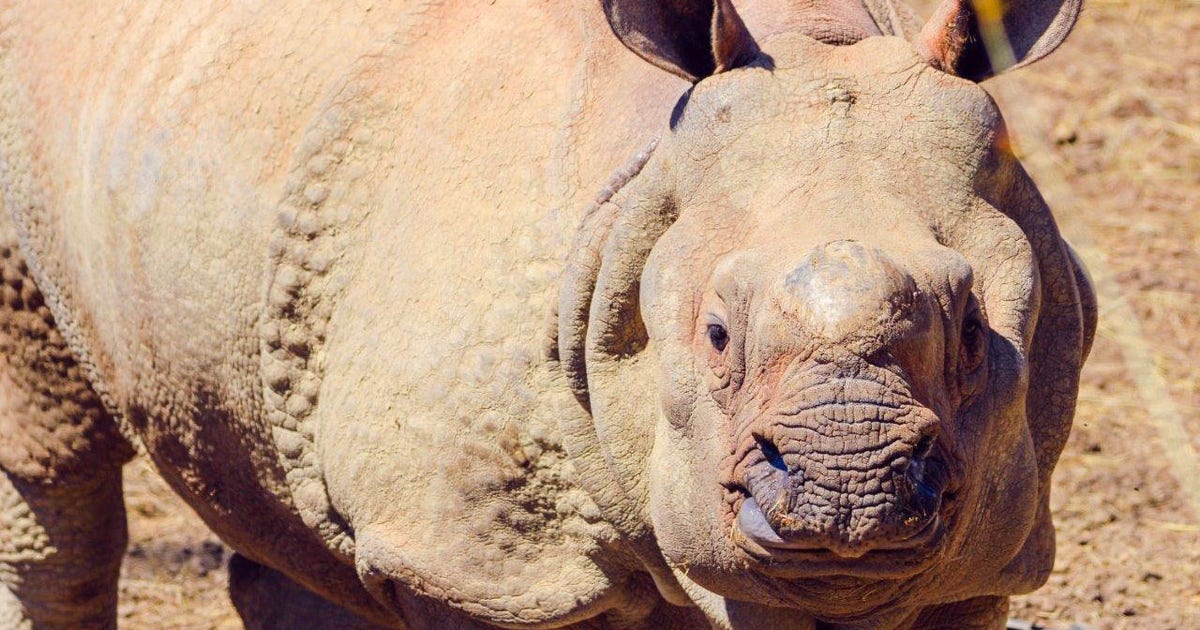 Rhino euthanized at Omaha zoo: 'He will be greatly missed' | LiveNOW ...