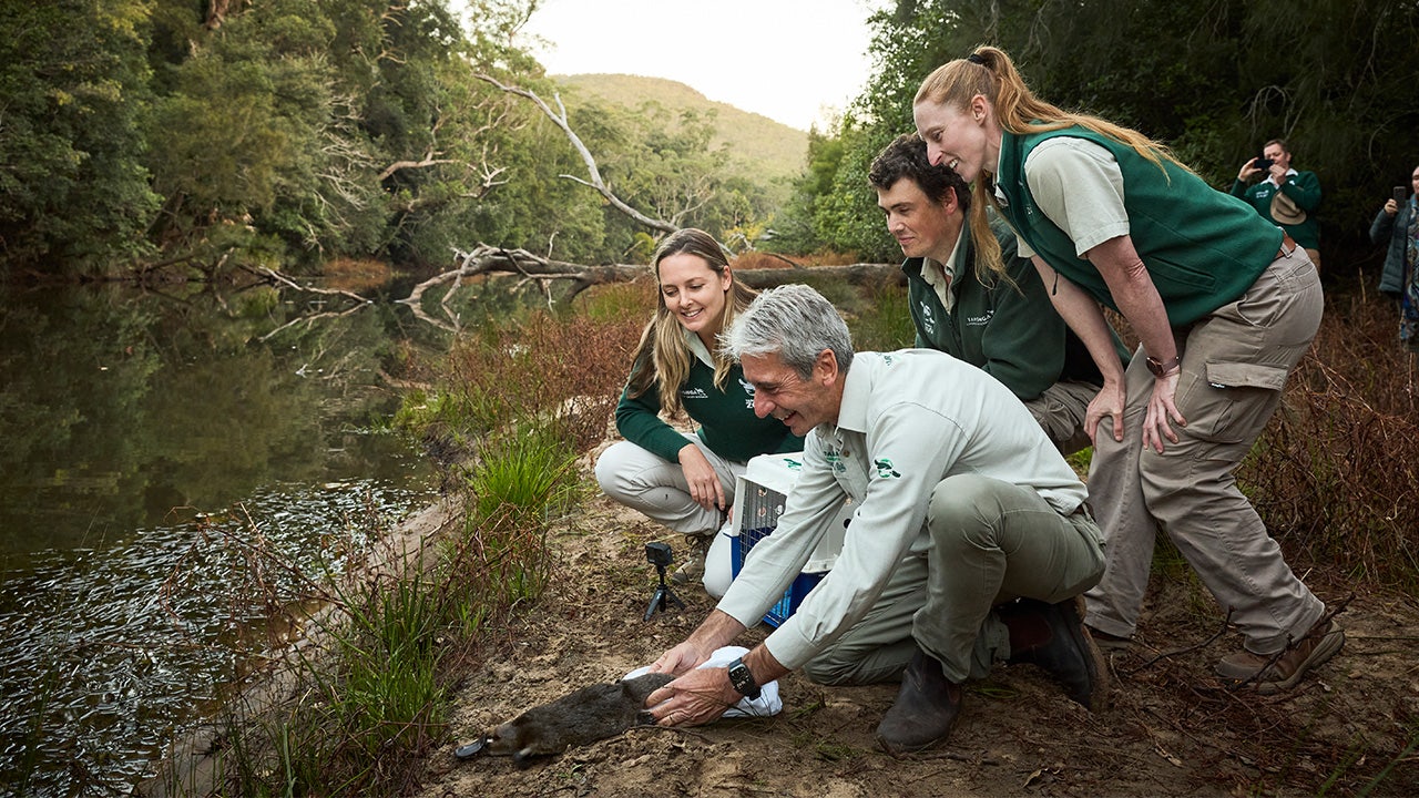 Watch: Platypuses return to Australian national park after being ...