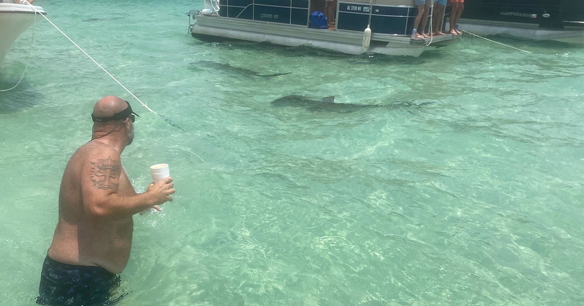 Watch: Sharks startle Alabama swimmers back into their boats | LiveNOW ...