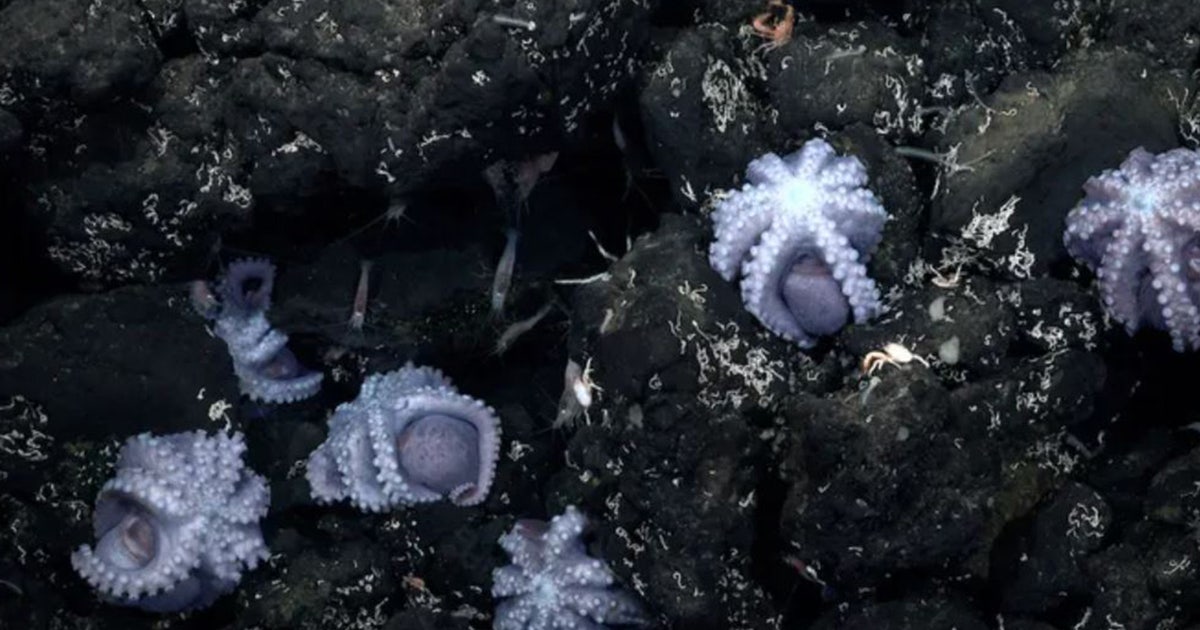 Marvel at never-before-seen octopus nursery found off coast of Costa ...