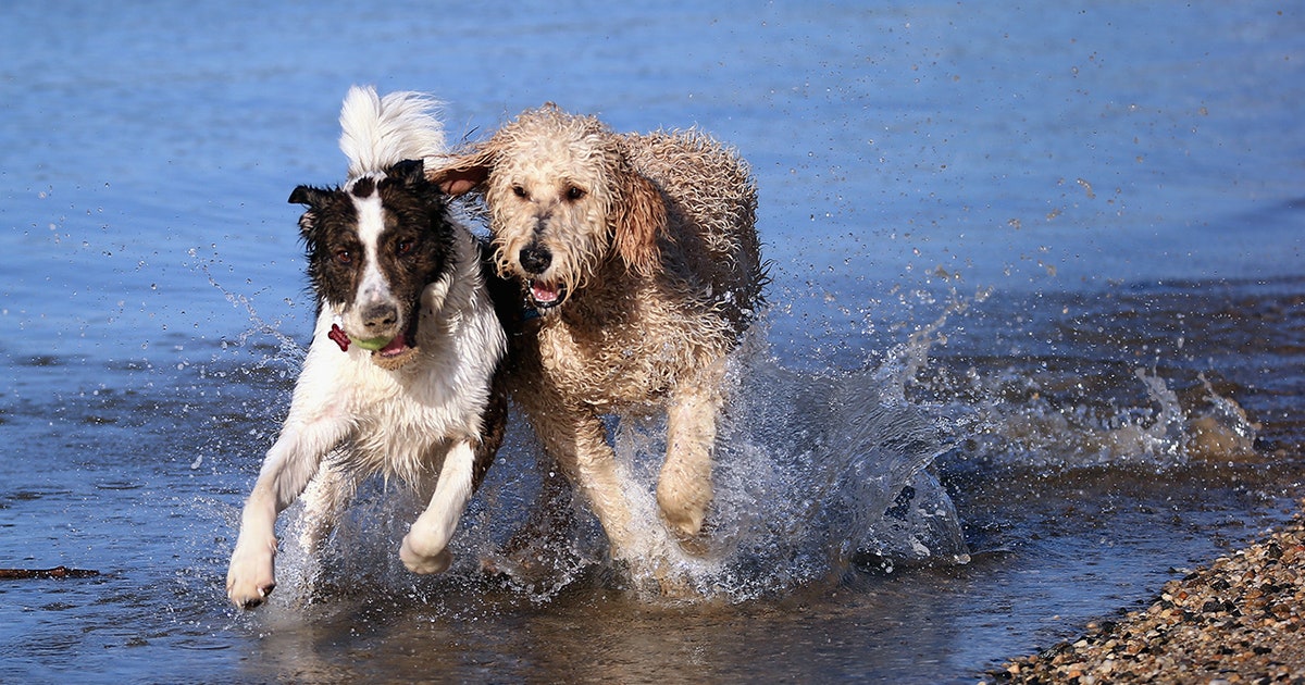 Your dog may have ‘better health’ outcome if it has a friend, study ...