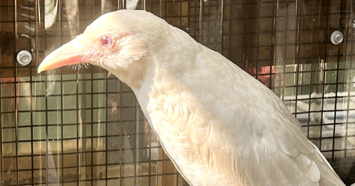 ‘Very rare’ albino crow finds new home at wildlife rehab center: ‘The ...