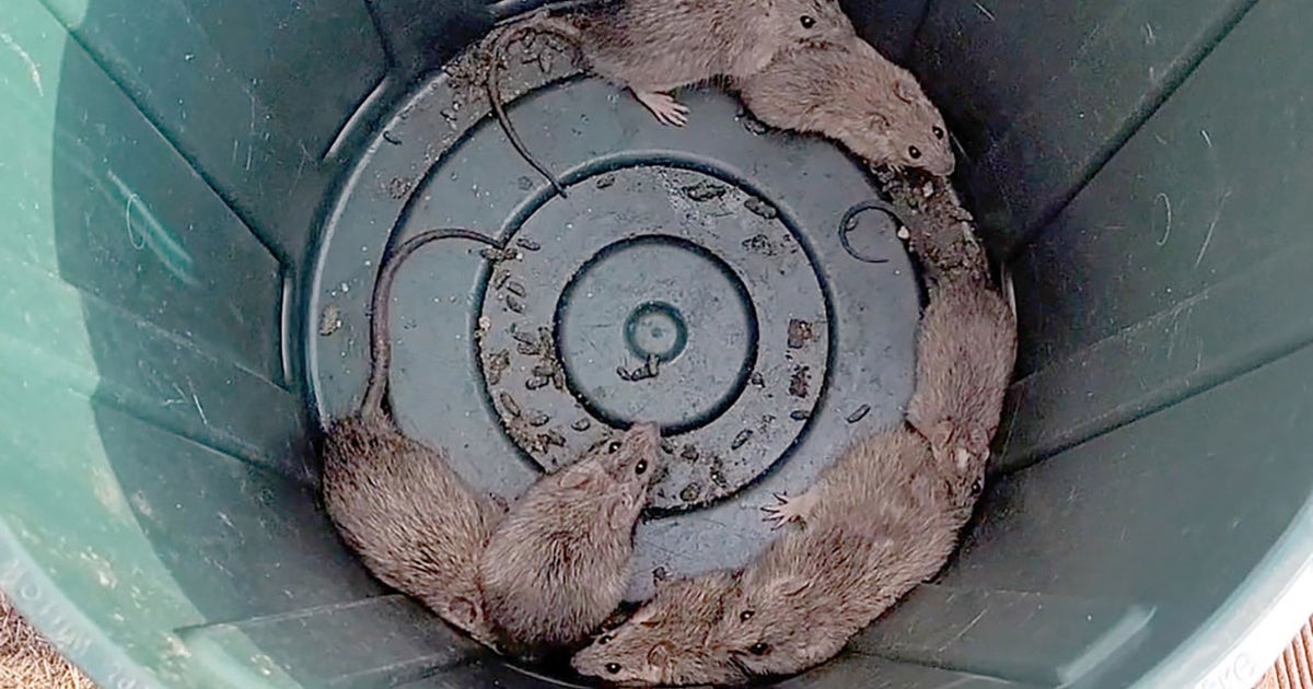Thousands of dead and dying rats wash up on shores of Australian ...