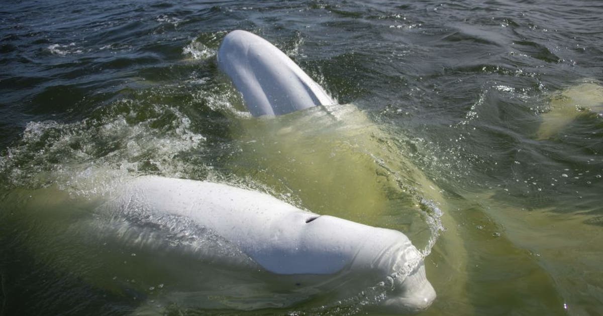 It’s not just Santa and his elves in the North Pole, but also beluga ...