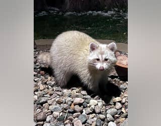 blonde racoon