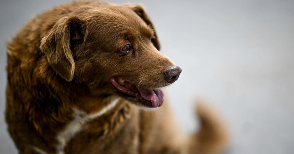 'Oldest dog ever,' Bobi, stripped of title by Guinness World Records ...