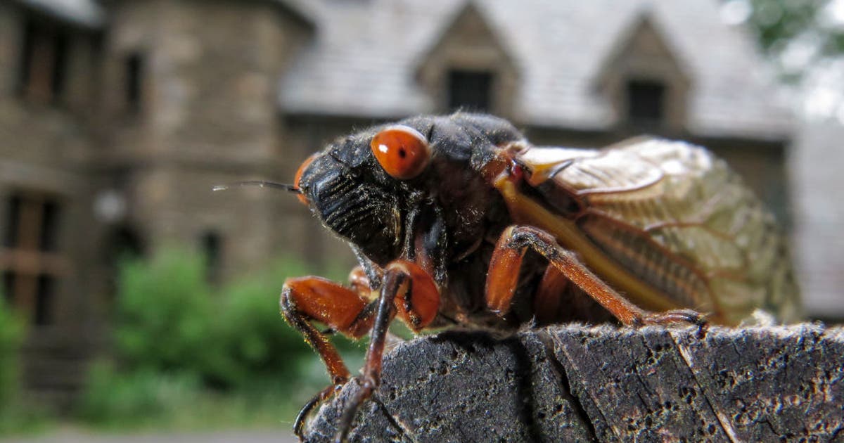 'Cicada-geddon': How close are we to the 2024 cicada explosion ...