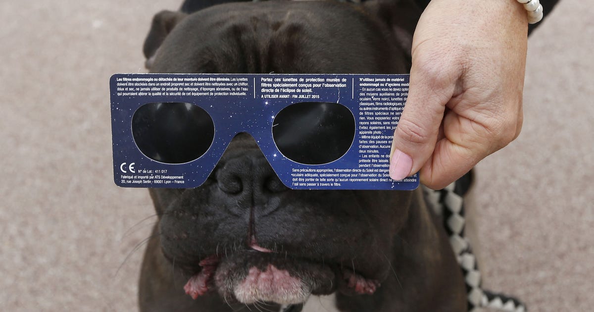 Pets and the solar eclipse: What to know | LiveNOW from FOX