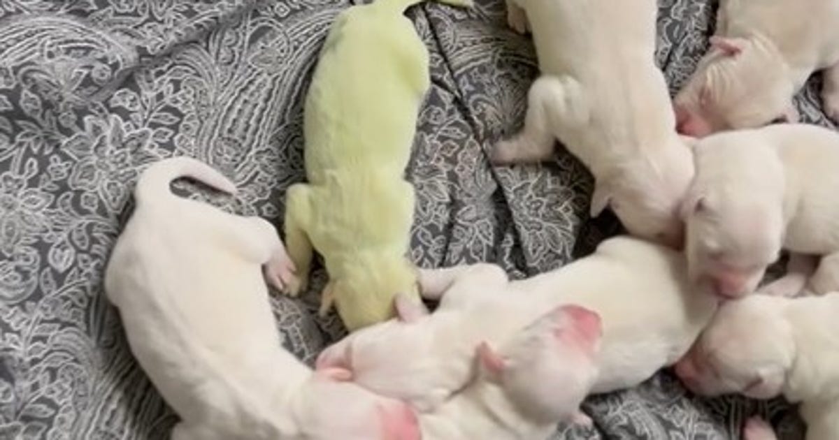 Florida puppy born with green fur: Meet 'Shamrock' | LiveNOW from FOX
