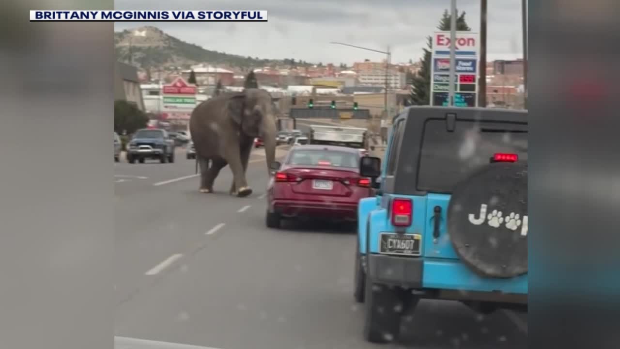 Elephant escapes circus, stops traffic: Video | LiveNOW from FOX