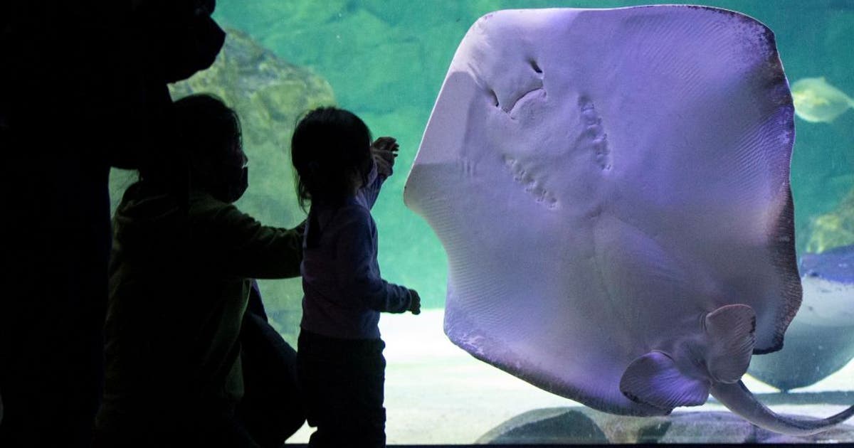 Charlotte the pregnant stingray has a 'reproductive disease,' aquarium ...