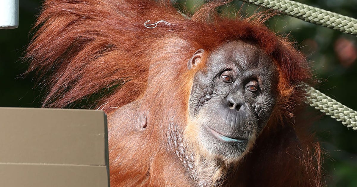 Endangered Species Day 2024: 10 of the world’s most endangered animals ...