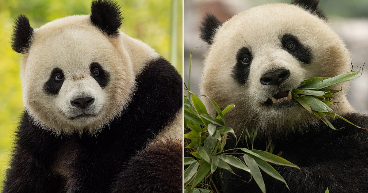 Giant pandas returning to DC’s National Zoo | LiveNOW from FOX