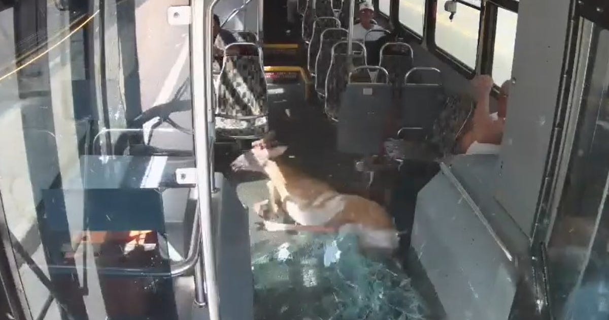 Deer crashes through windshield of Rhode Island bus, injuring 3 ...