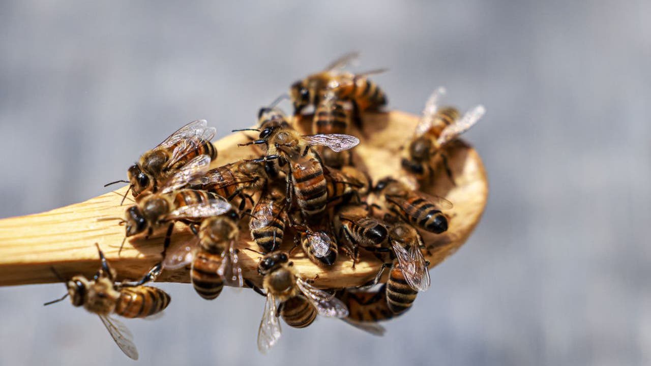 Honeybees can detect lung cancer, researchers say | FOX 5 New York Honeybees can detect lung cancer, researchers say | FOX 5 New York