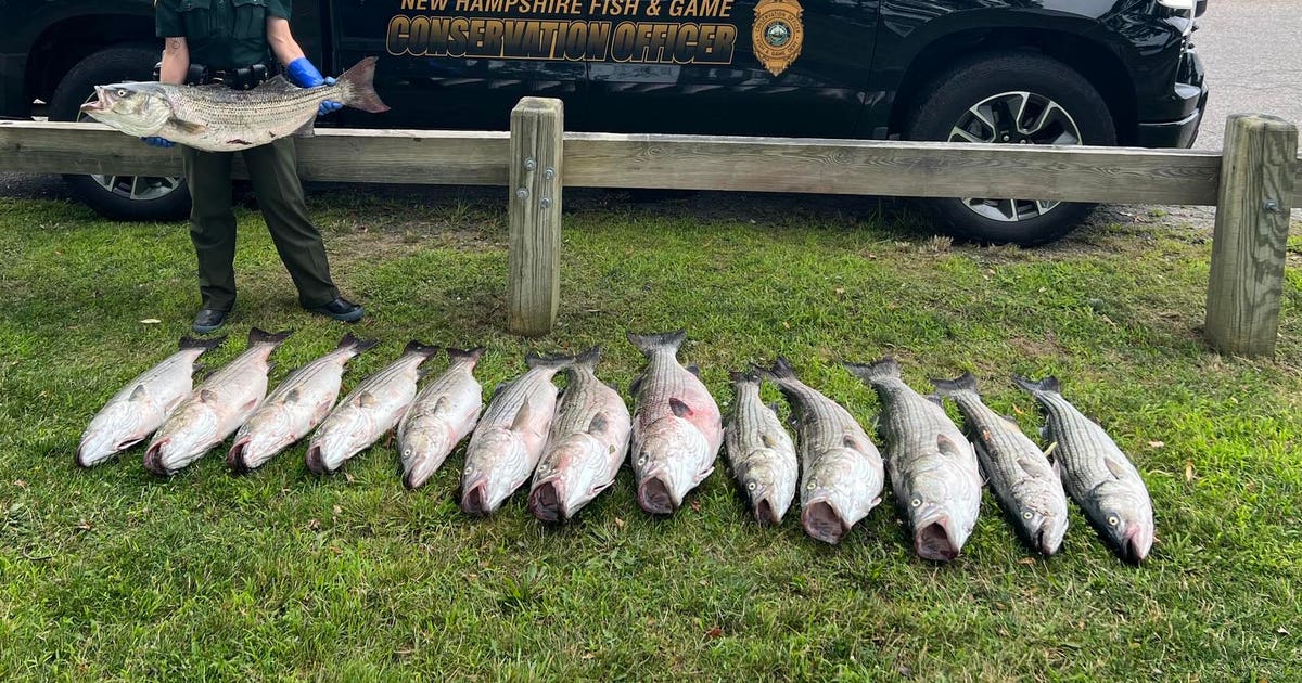 Fisherman arrested after catching 14 oversized fish: 'Caught red-handed ...