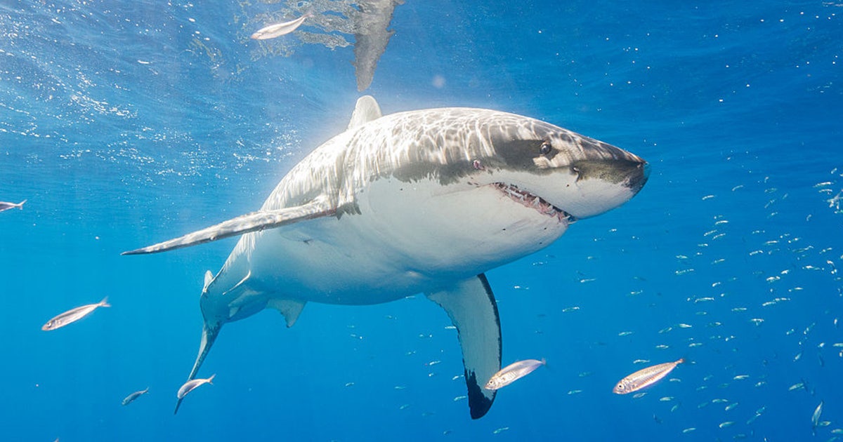 Surfer loses leg in fight with 10-foot great white shark | FOX 13 Seattle