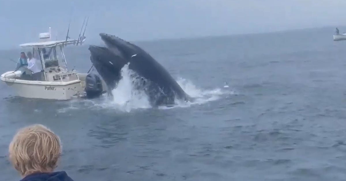 Fisherman whose boat was capsized by breaching whale speaks out: 'Was ...