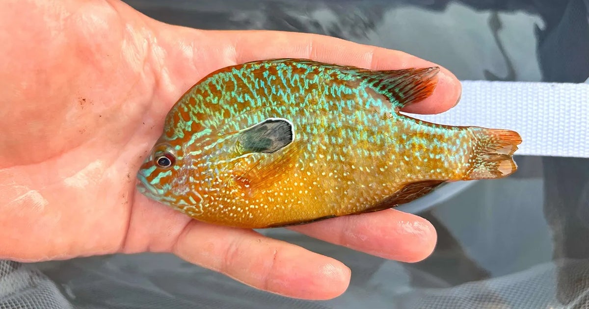 Nebraska fisherman reels in new fish species in state | LiveNOW from FOX