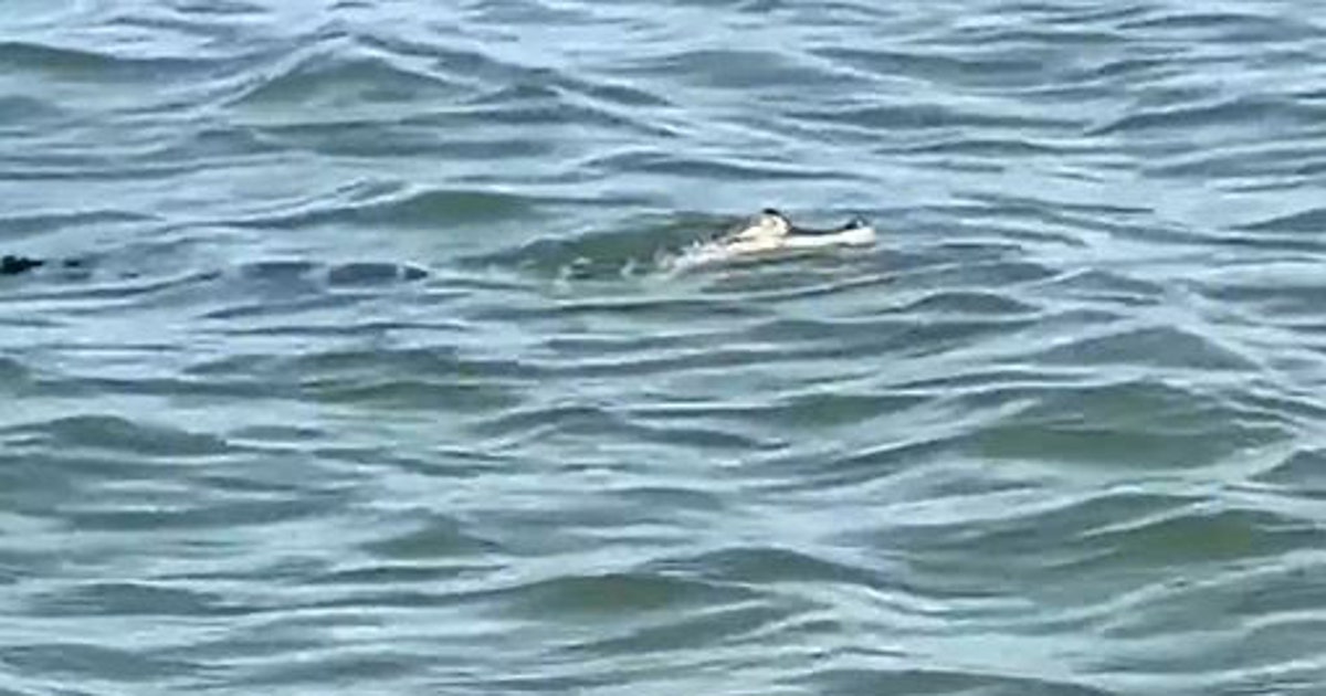 Alligator spotted swimming in Lake Erie, prompting search | LiveNOW ...