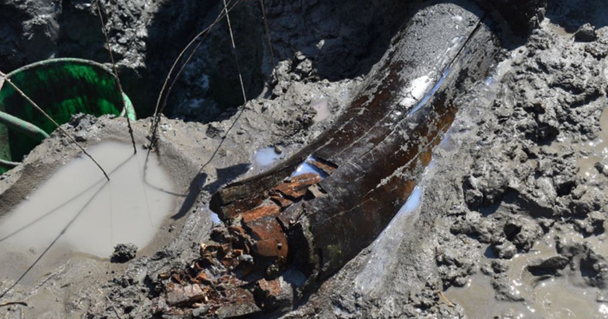Archaeologists unearth 13,000-year-old mastodon skull in Iowa | FOX 13 ...