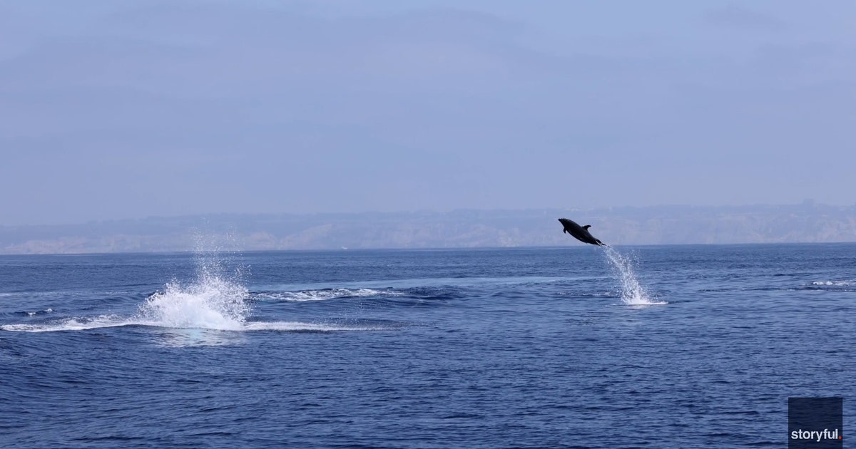 Watch: ‘Spectacular’ video shows dolphins leaping out of water off San ...