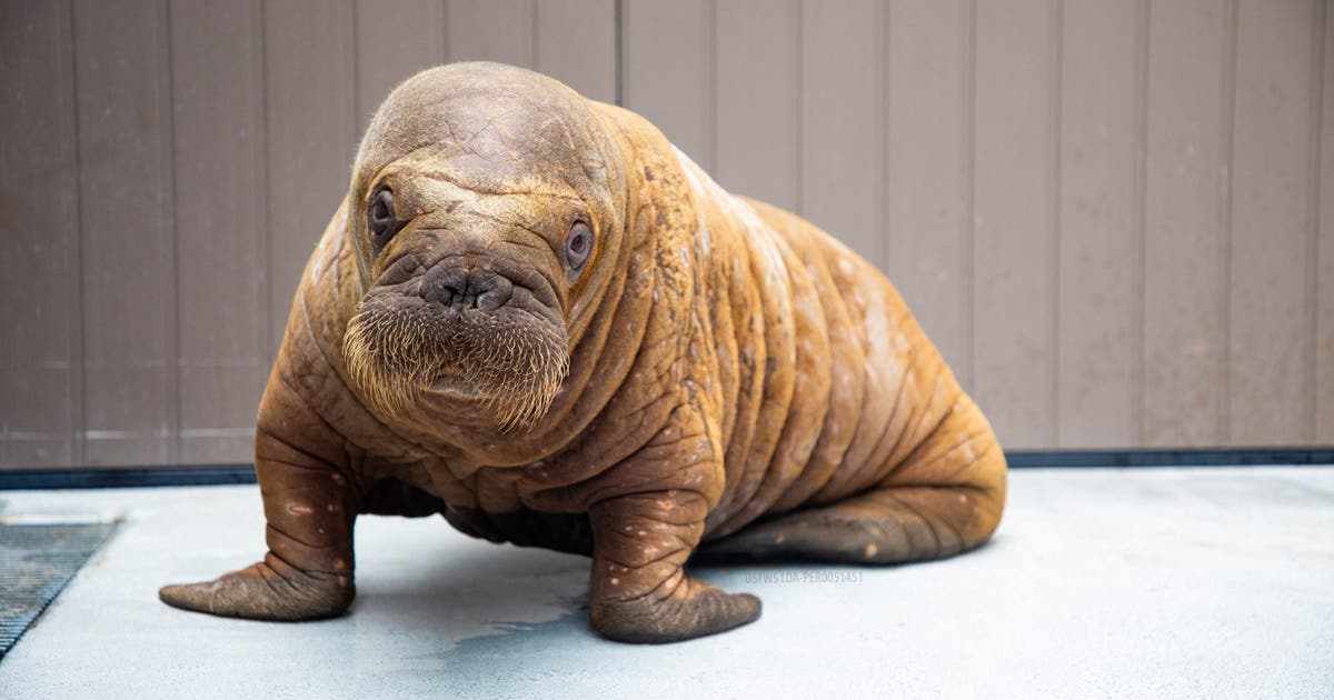 Watch as orphaned baby walrus in Alaska receives lifesaving care ...