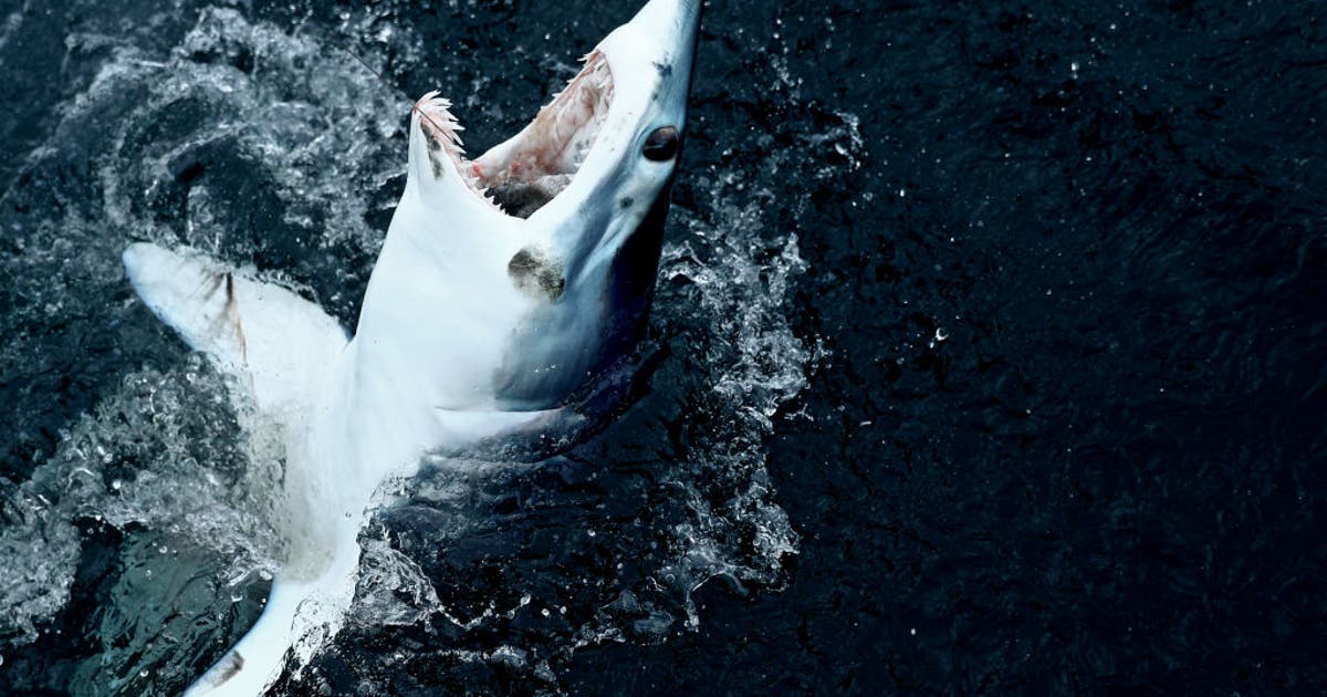 7-foot shark was eaten by even bigger shark, researchers suspect | FOX ...