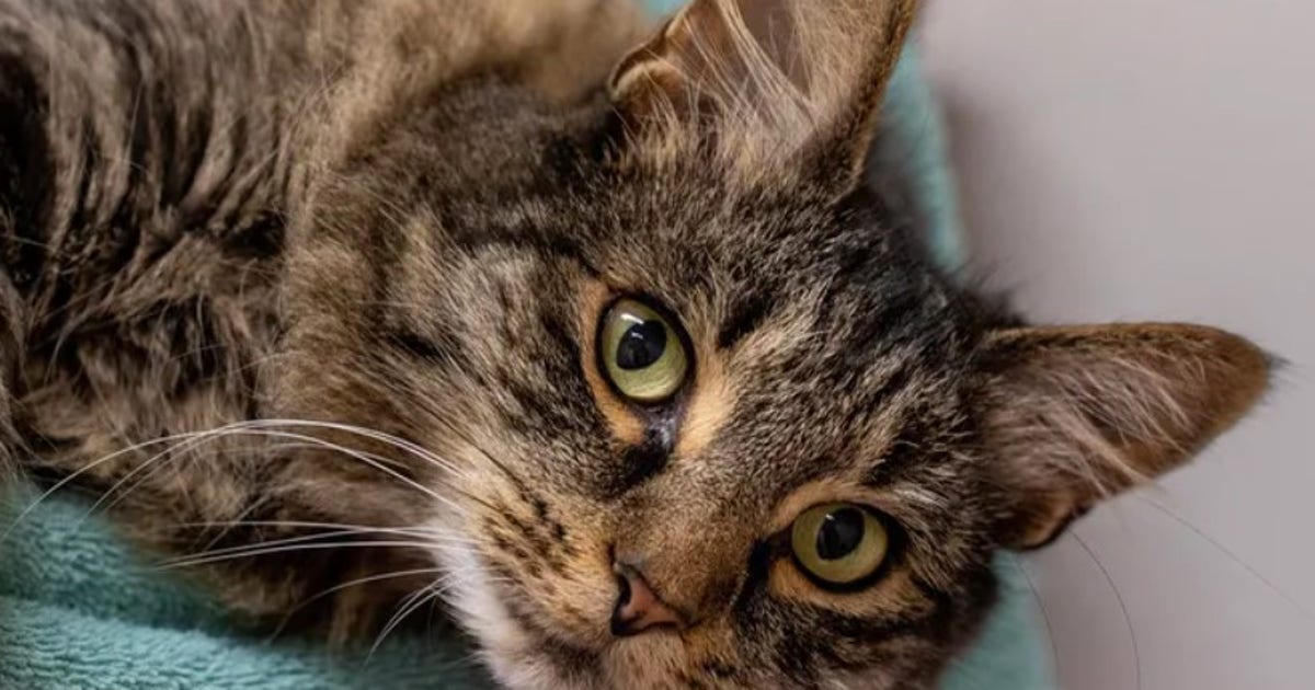 Lost and found: Texas family's beloved cat returns home after 2,000 ...