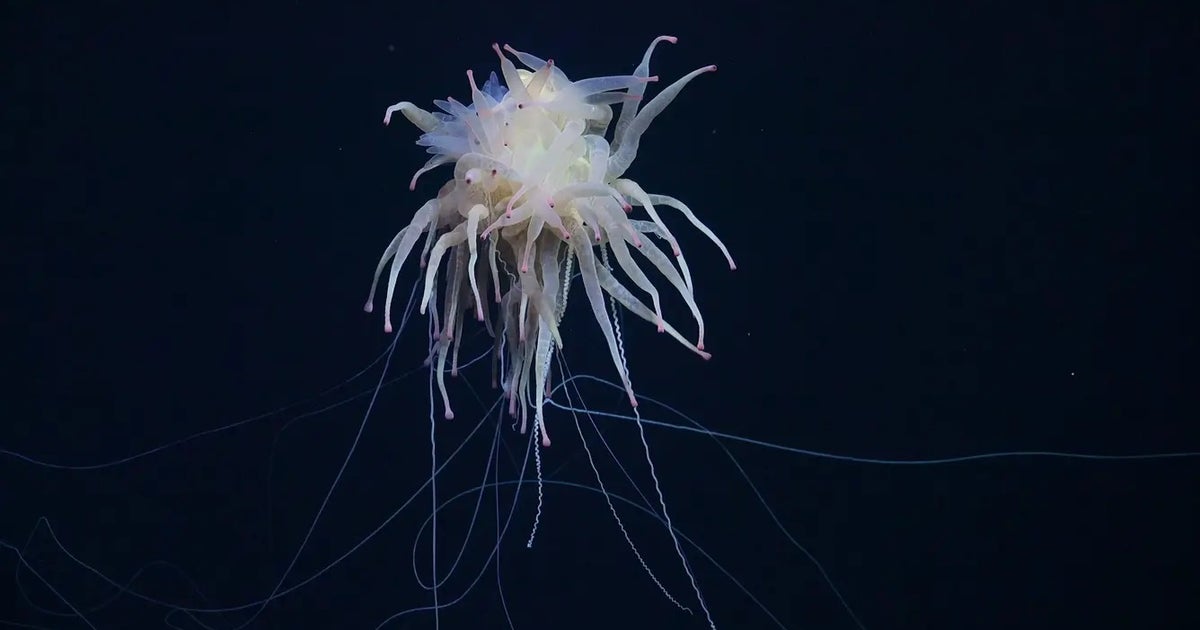Watch: Rare 'flying spaghetti monsters' spotted in recent deep sea ...
