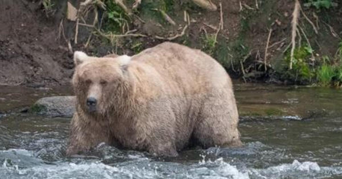 Fat Bear Week 2024: Grazer takes the crown after confronting her cub’s ...
