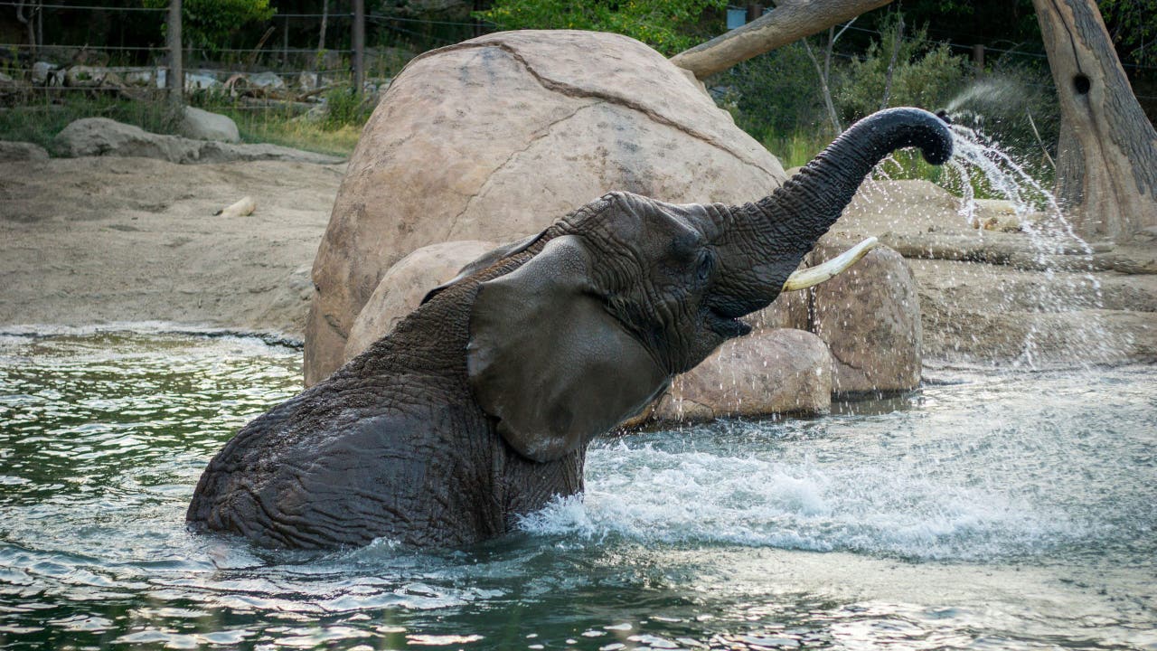 Should elephants be considered people? A Colorado court may decide ...